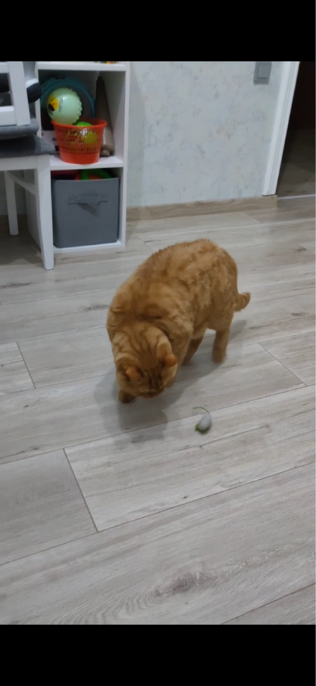 Отдам в хорошие руки породистого котика
