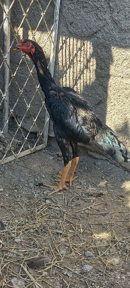 Shamo dakan 6 0ylik