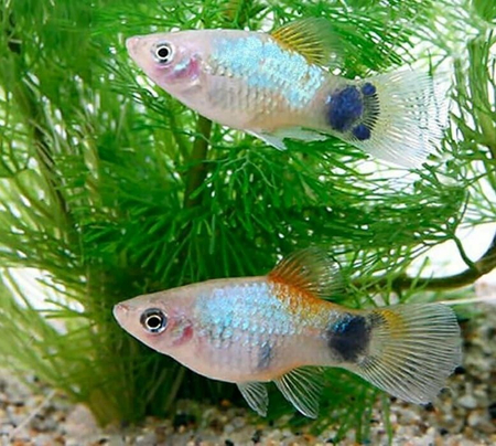Akvarium mirniy baliqlari sotiladi