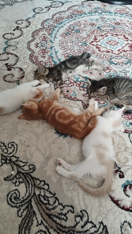 Отдам котят в хорошие руки