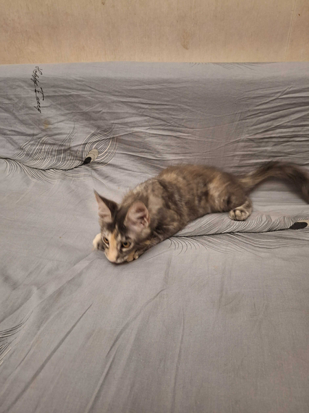 Очаровательный котёнок Мейн-кун .Девочка,в поиске нового дома.