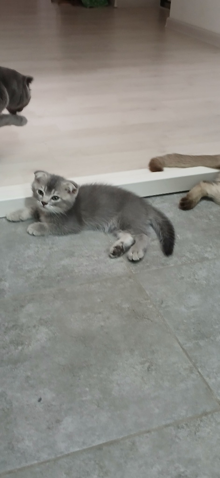 Scottish fold oil bola 2 oylik boldi 26.07.24da  otasi shinshila