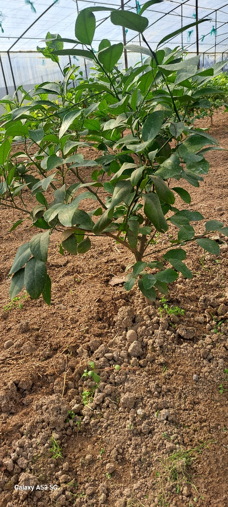 limon ko'chati miyer sorti
