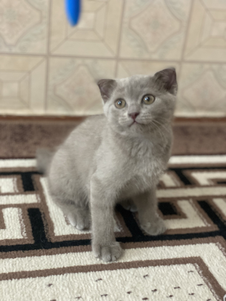 Продаётся котёнок (мальчик)