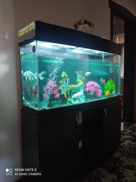 Akvarium 250 L  30 ta chiroyli noyob baliqlar