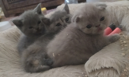 Котята Шотландские