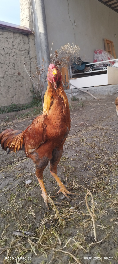Kulangi xo'rozlar bor qiziqadiganlar bo'lsa sotiladi hali yosh 2-dona.