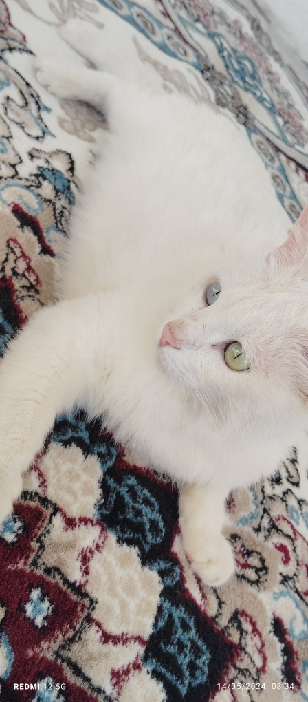 Turk Angora Ovchi Mushuk