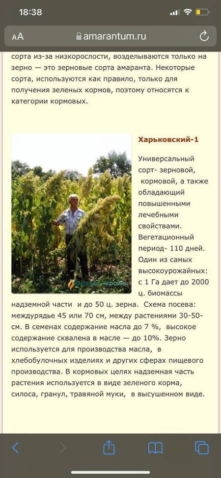 Амарант уруги