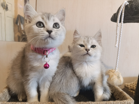 Скоттиш Страйт (серебристая шиншилла)