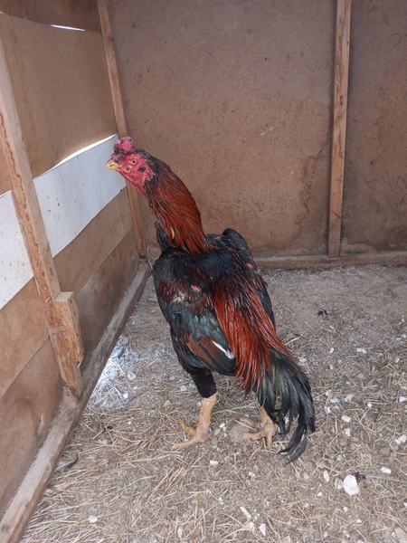 Karea yakido tullak