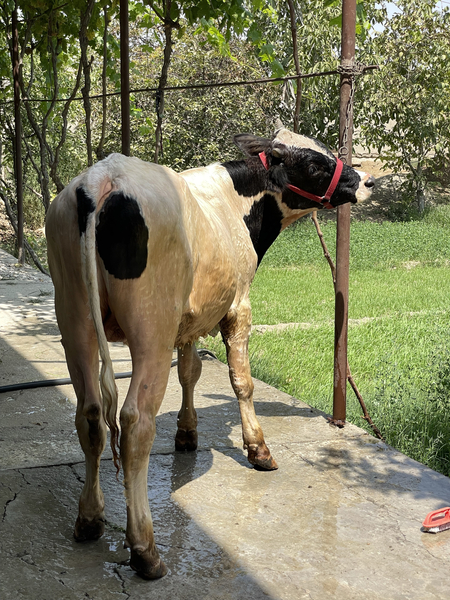Hukizchala sotiladi ikalasiyam sotiladi