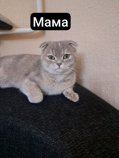 Готовятся к продаже
