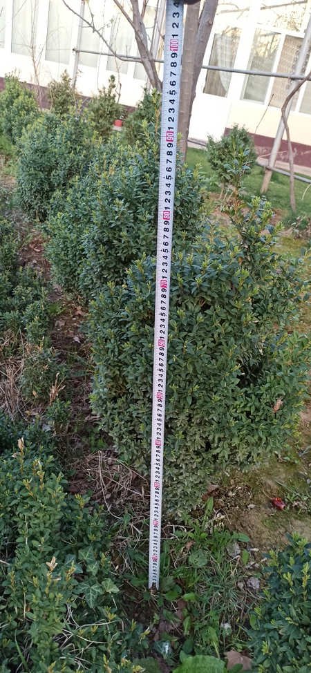 Шамшод кочати бор bo'yi 20 cm dan boshlanadi Shamshod ko'chati bor .