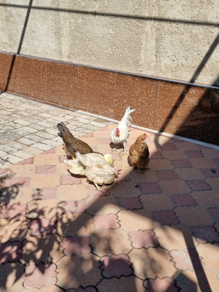 Xonaki tovuqlar sotiladi.