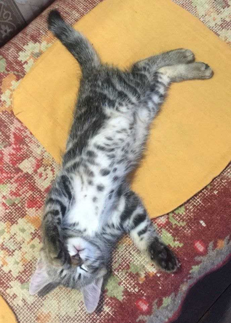 Котёнок .Девочка. 2 месяца В добрые руки.