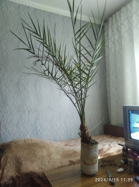 Продаются финиковые пальмы. Цена  договорная.