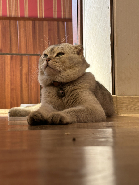 Вязка кот серебро фолд