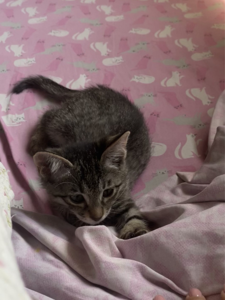 Котёнок окрас табби