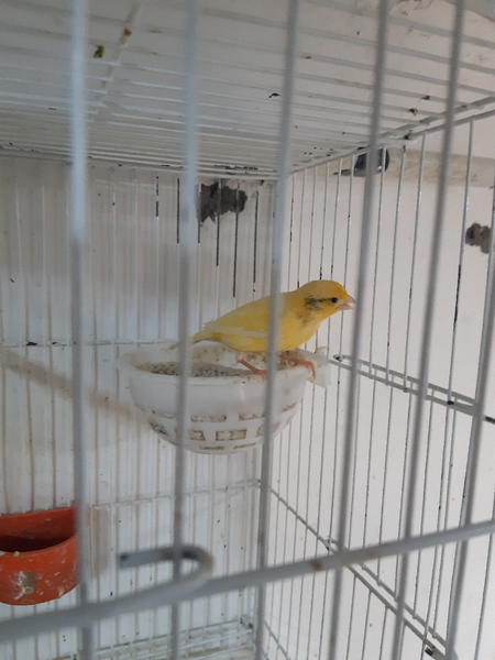 Kanareka limon nar