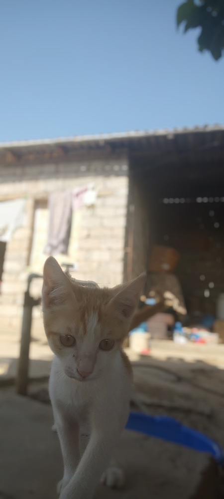 Отдам котят в хорошие руки