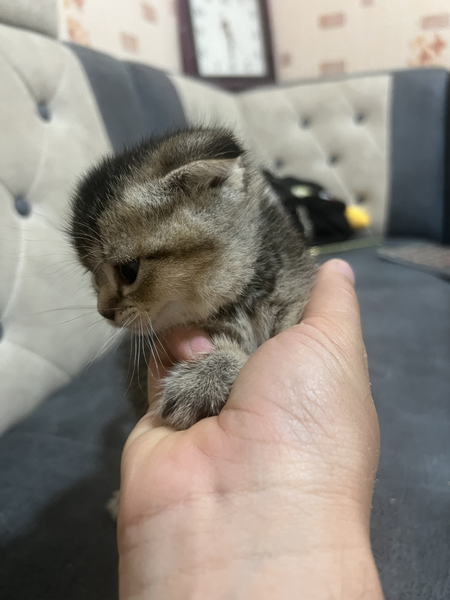Mushik bolasi котёнок