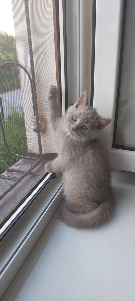 Продаются шотландские котята
