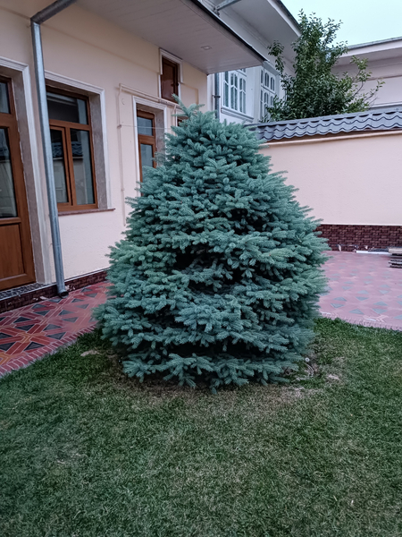 Арча кўп йиллик Сотилади.