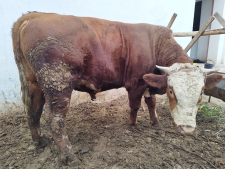 Simmental gibrid buqa