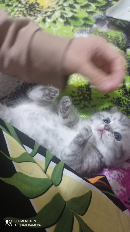 Котенок скотиш страйт шиншилла