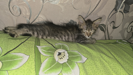 Мушук пишик котенок кошка пушистая девочка