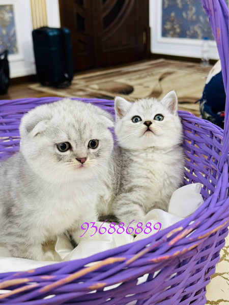 Плюшевые фолдики с набивной шубкой
