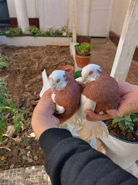 qopqonlar sotiladi