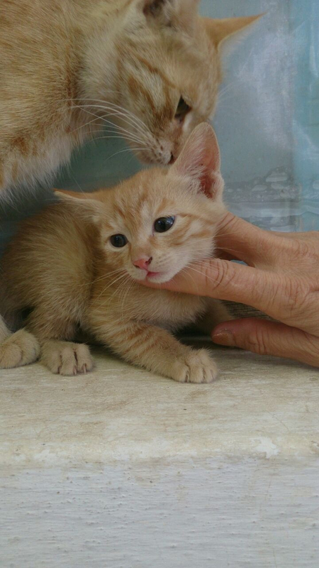 Котята (mushukchalar)