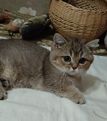 Манчкин. Мальчик золотого окраса.