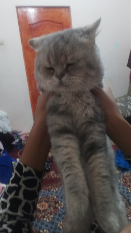 Qarshi shaxar paxtazor