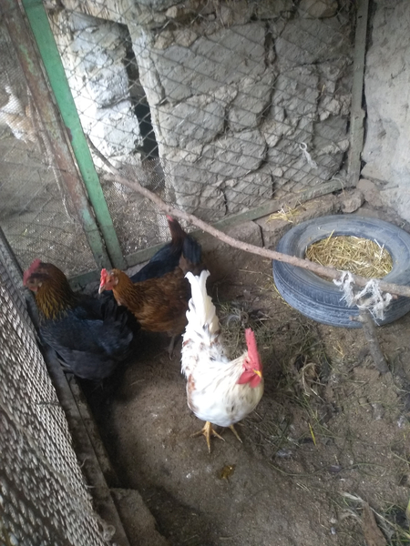 Tovuqlar va xoʻroʻz sotiladi