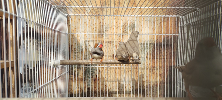Продаются амадины