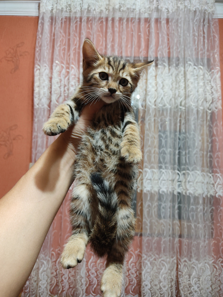Bengal mittiz ugil