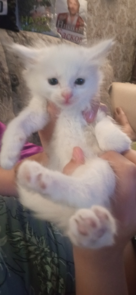 Продается котёнок