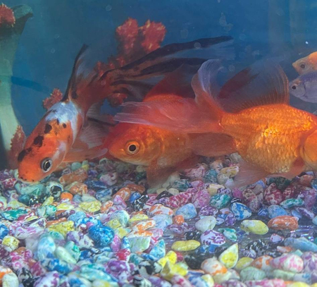 Akvarium va baliqla sotiladi
