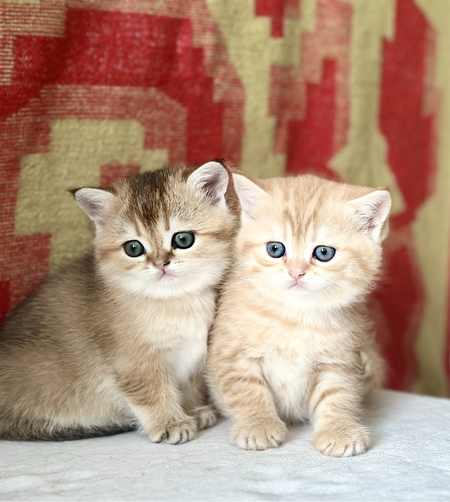 Скоттиш страйт.Мальчик