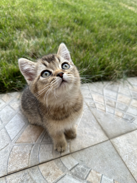 Котенок скотиш страйт 2 месяц мальчик девочка