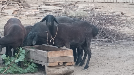 Qo‘y ona bola bolasi febral oyida  tug‘ilgan