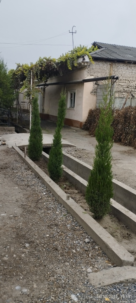 Marjvennik archalar sotiladi