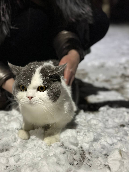 Кот на вязку 500 тысяч или договор.
