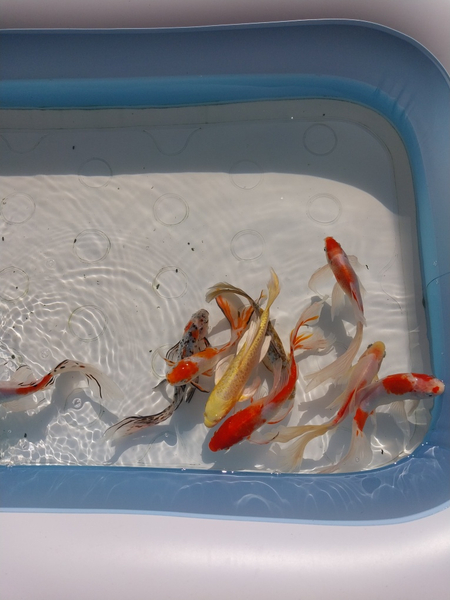 Кой бабочка / Koi butterfly