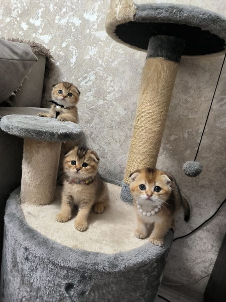 Прекрасные игривые котята