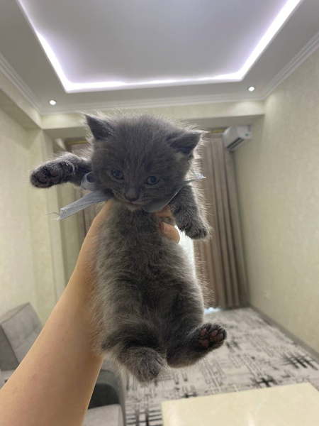 Британская короткошерстная