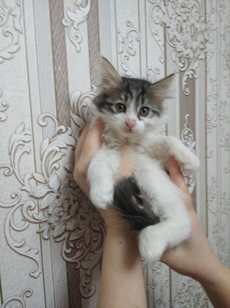 Пристрою котят в добрые и хорошие ручки!!!